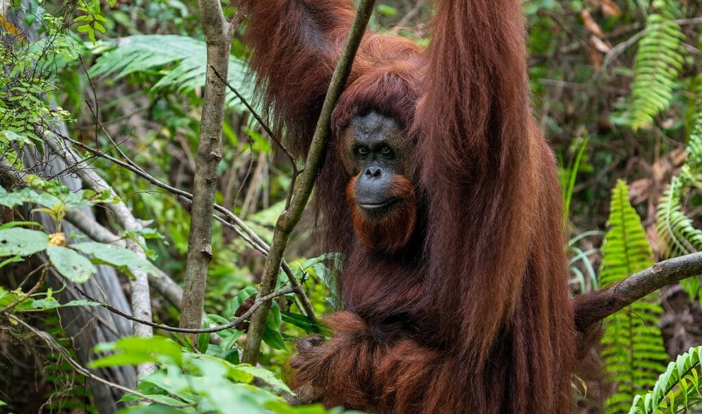 Orangutan Kalimantan: Sang Penjaga Rimba Borneo | ProPublika