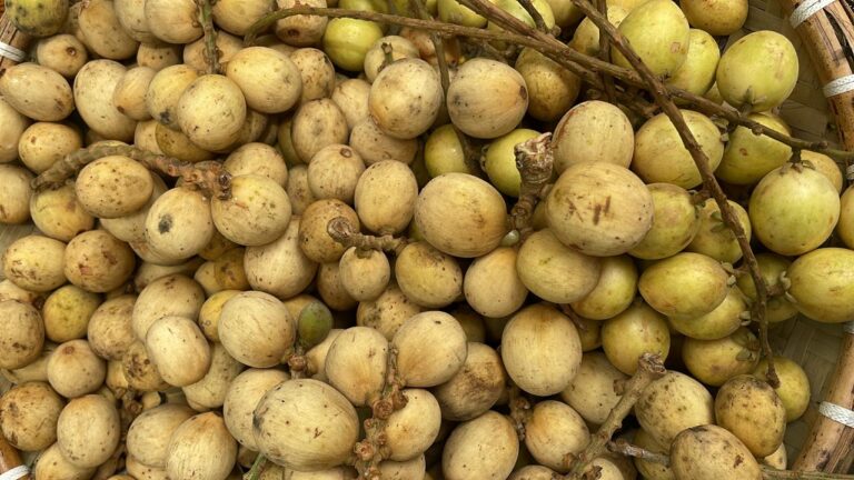 Langsat: Buah Tropis Kaya Manfaat yang Mirip Duku | ProPublika